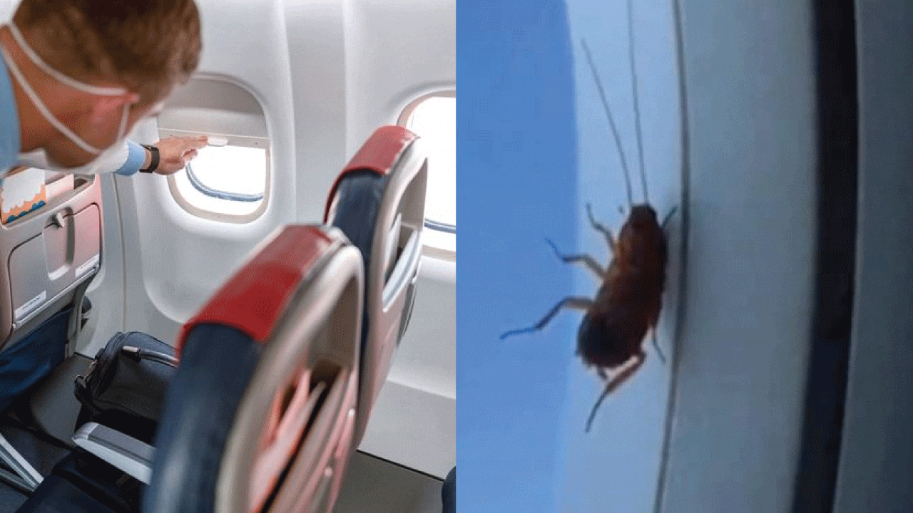 Elok pula dia melekat di ketinggian 2,000 km, 'keazaman' tinggi lipas ...