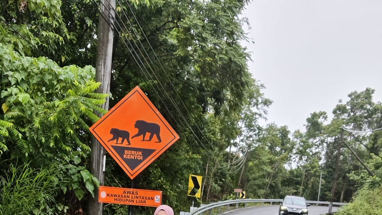 Merahnya muka beruk kentoi, primat hanya di Perlis ini rupanya alami ...