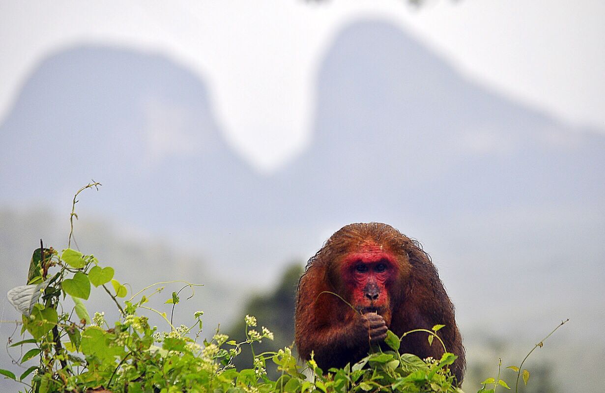 Merahnya muka beruk kentoi, primat hanya di Perlis ini rupanya alami ...