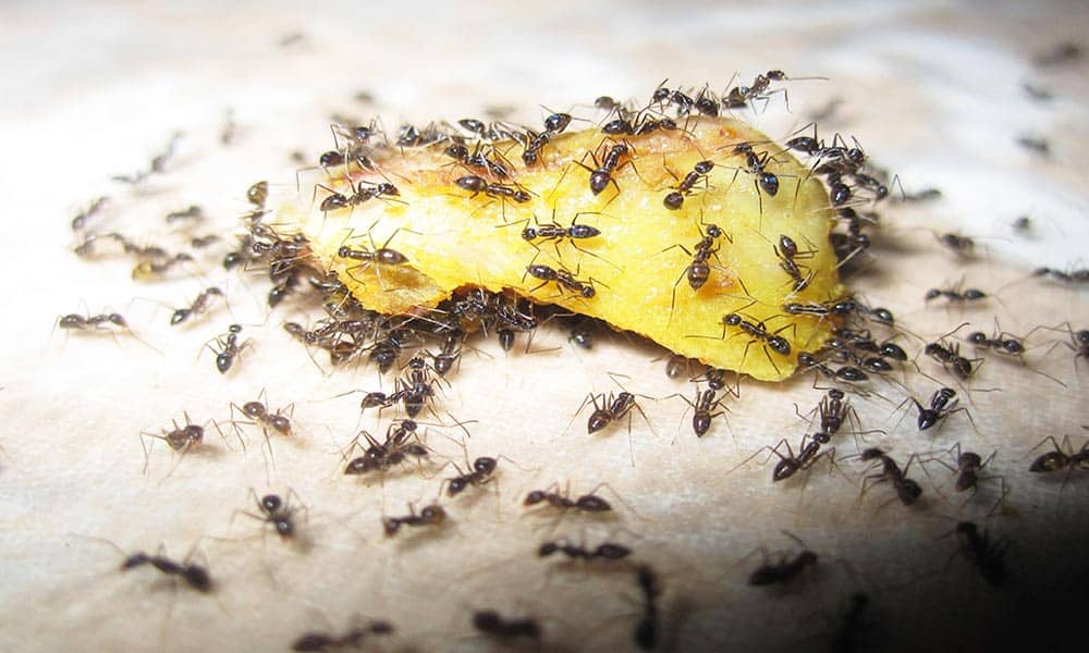 Semut banyak dalam rumah? Ini cara orang dulu-dulu halau semut tanpa ...