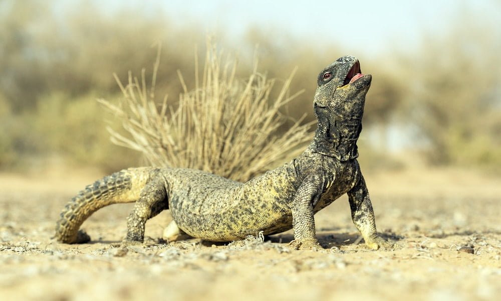 Terkenal sebagai minyak penguat tenaga batin, ini fakta menarik tentang ...