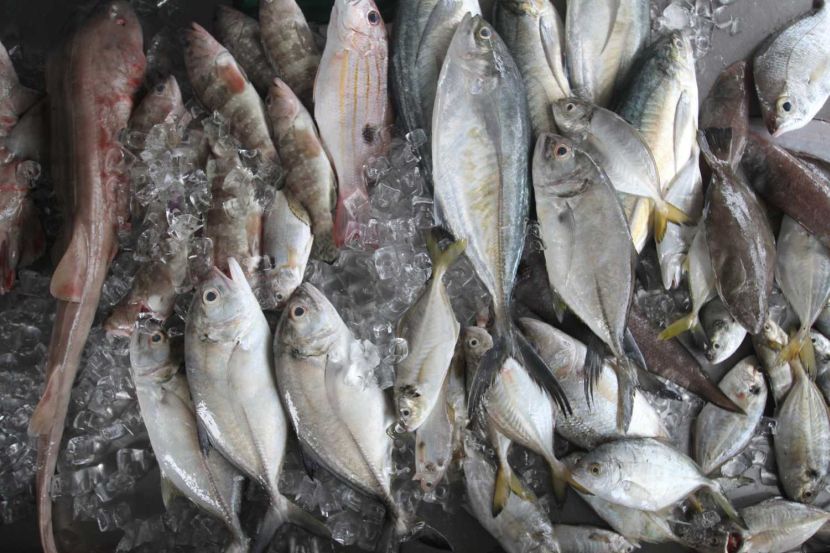 Ikan ‘frozen’ lebih tinggi khasiat berbanding yang segar