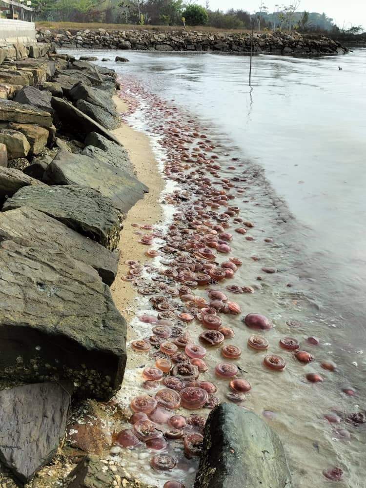 Obor-obor tomato mendarat di sepanjang pantai Sabah